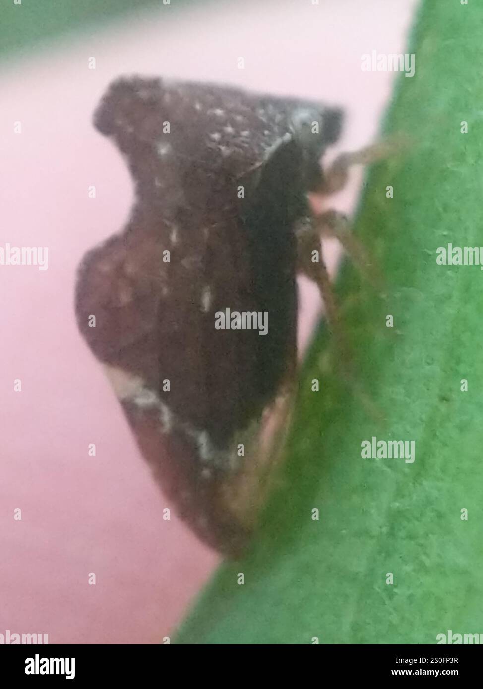 Keeled Treehopper (Entylia carinata Stock Photo - Alamy