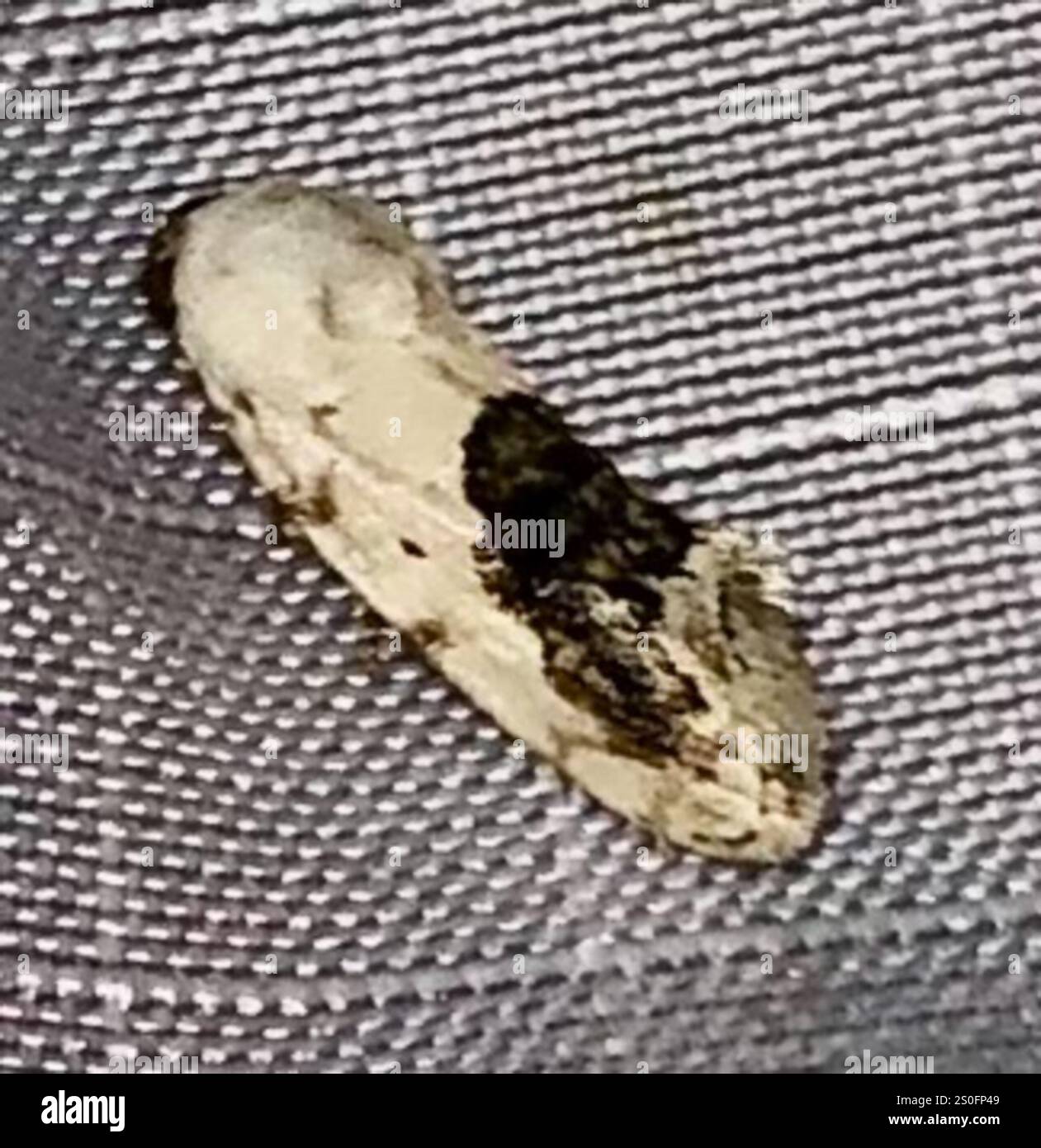 Small Bird-dropping Moth (Ponometia erastrioides Stock Photo - Alamy