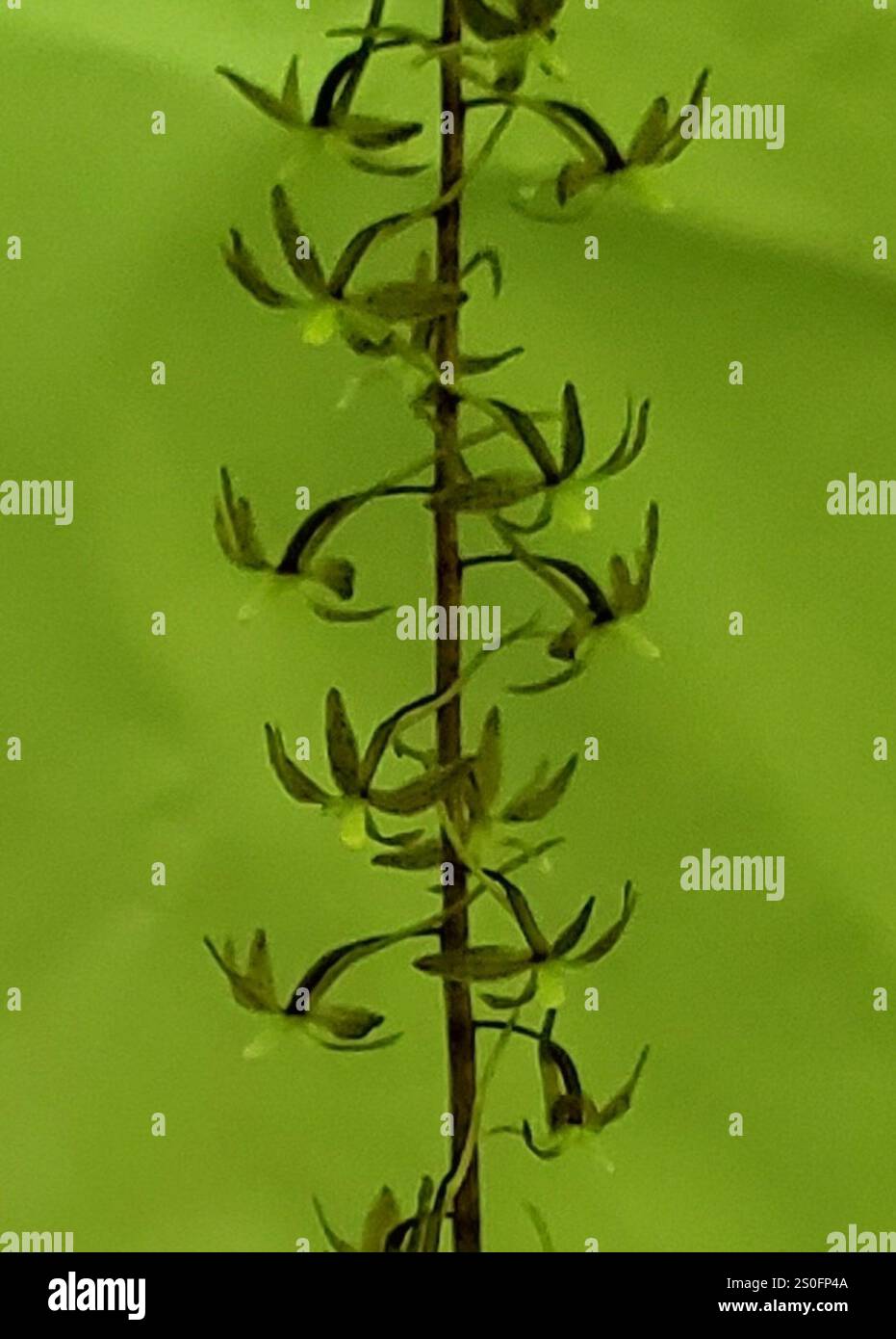 crane-fly orchid (Tipularia discolor Stock Photo - Alamy