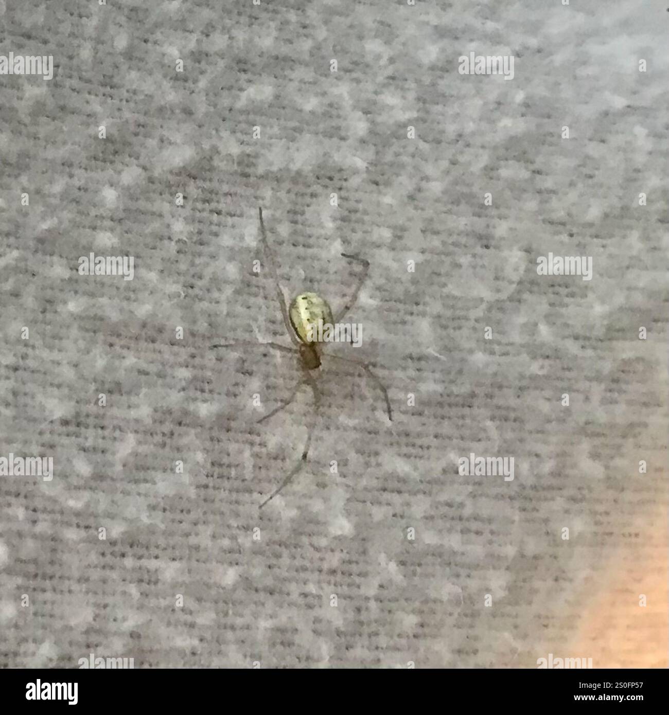 Common candy-striped spider (Enoplognatha ovata Stock Photo - Alamy