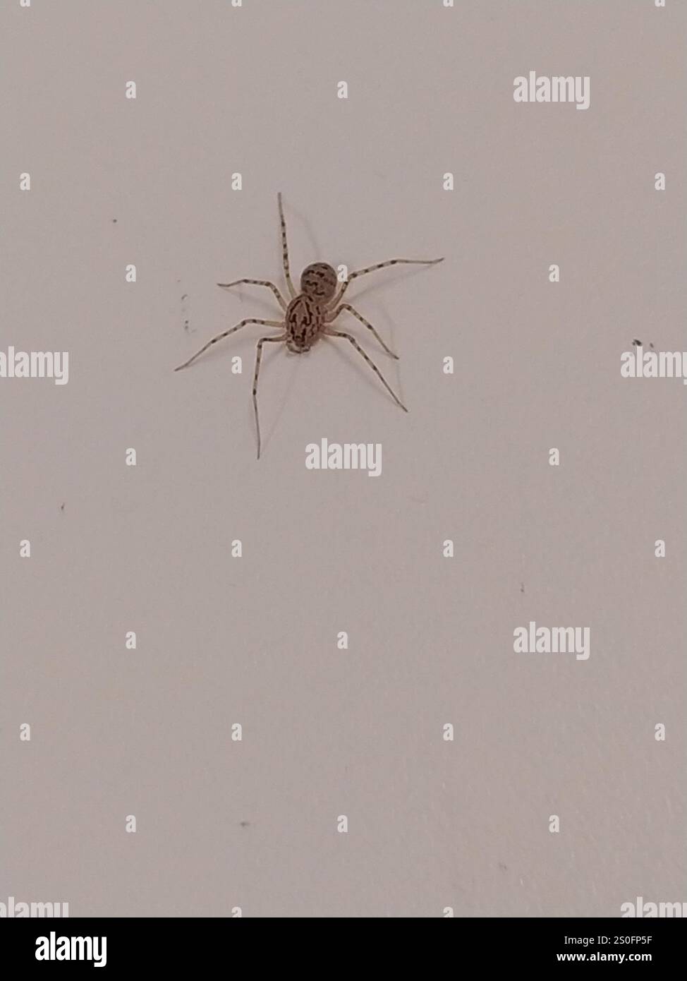 Common Spitting Spider (Scytodes thoracica Stock Photo - Alamy