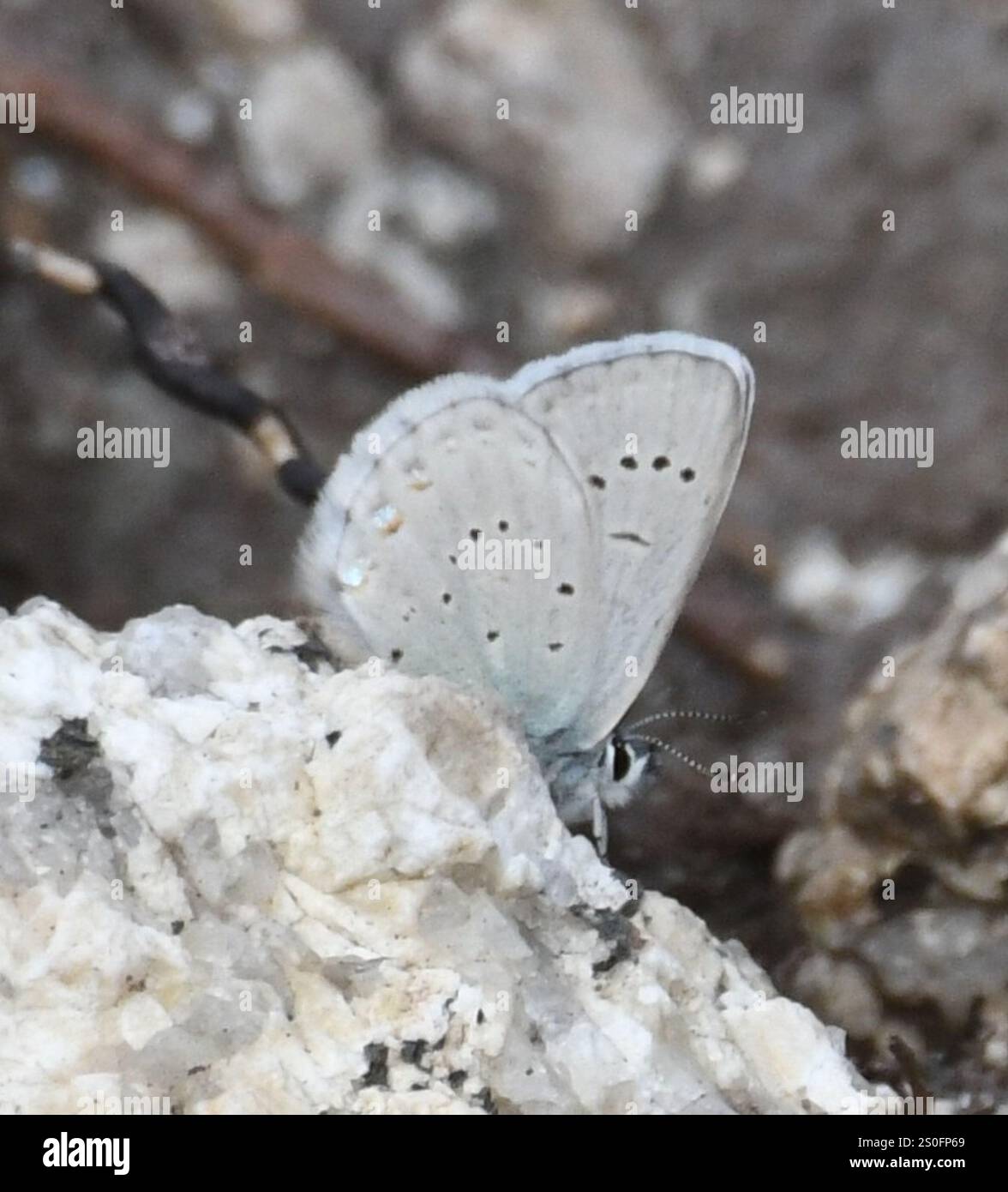 Anna's Blue (Plebejus anna Stock Photo - Alamy