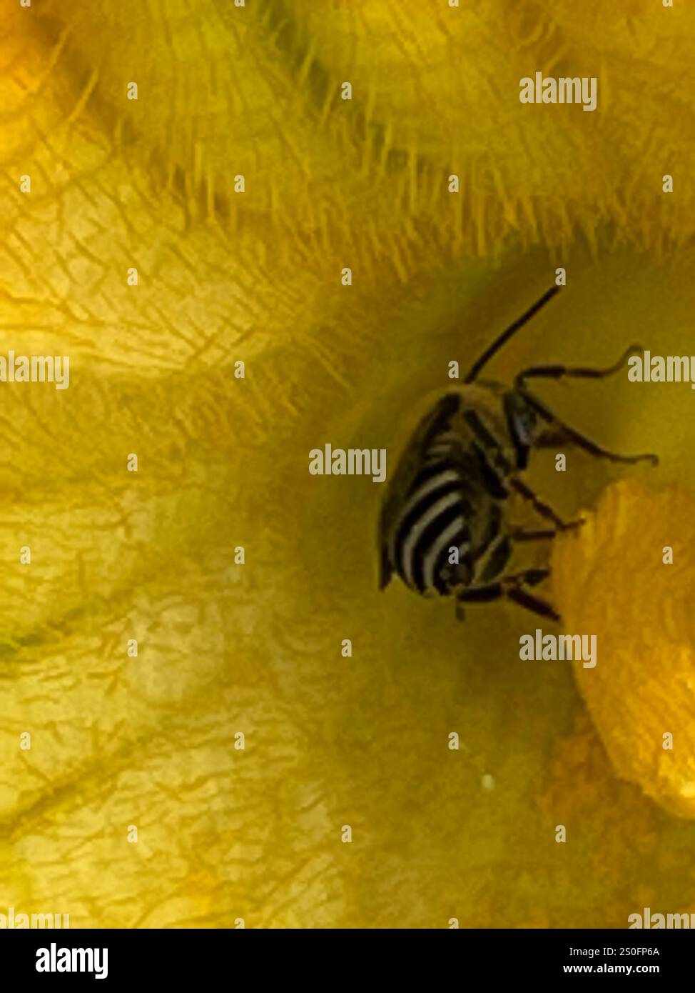 Pruinosa bee hi-res stock photography and images - Alamy