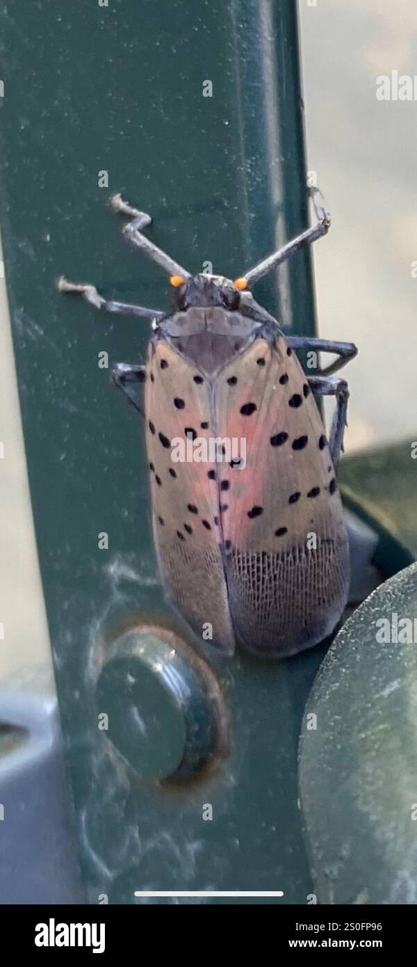 Spotted Lanternfly (Lycorma delicatula Stock Photo - Alamy