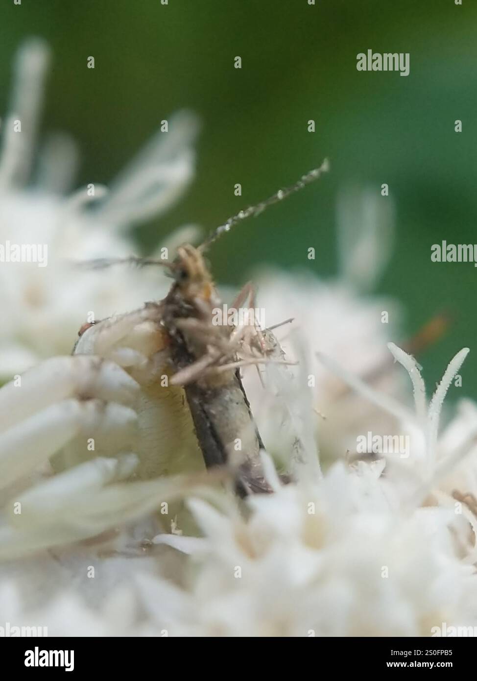 White-banded Crab Spider (Misumenoides formosipes Stock Photo - Alamy