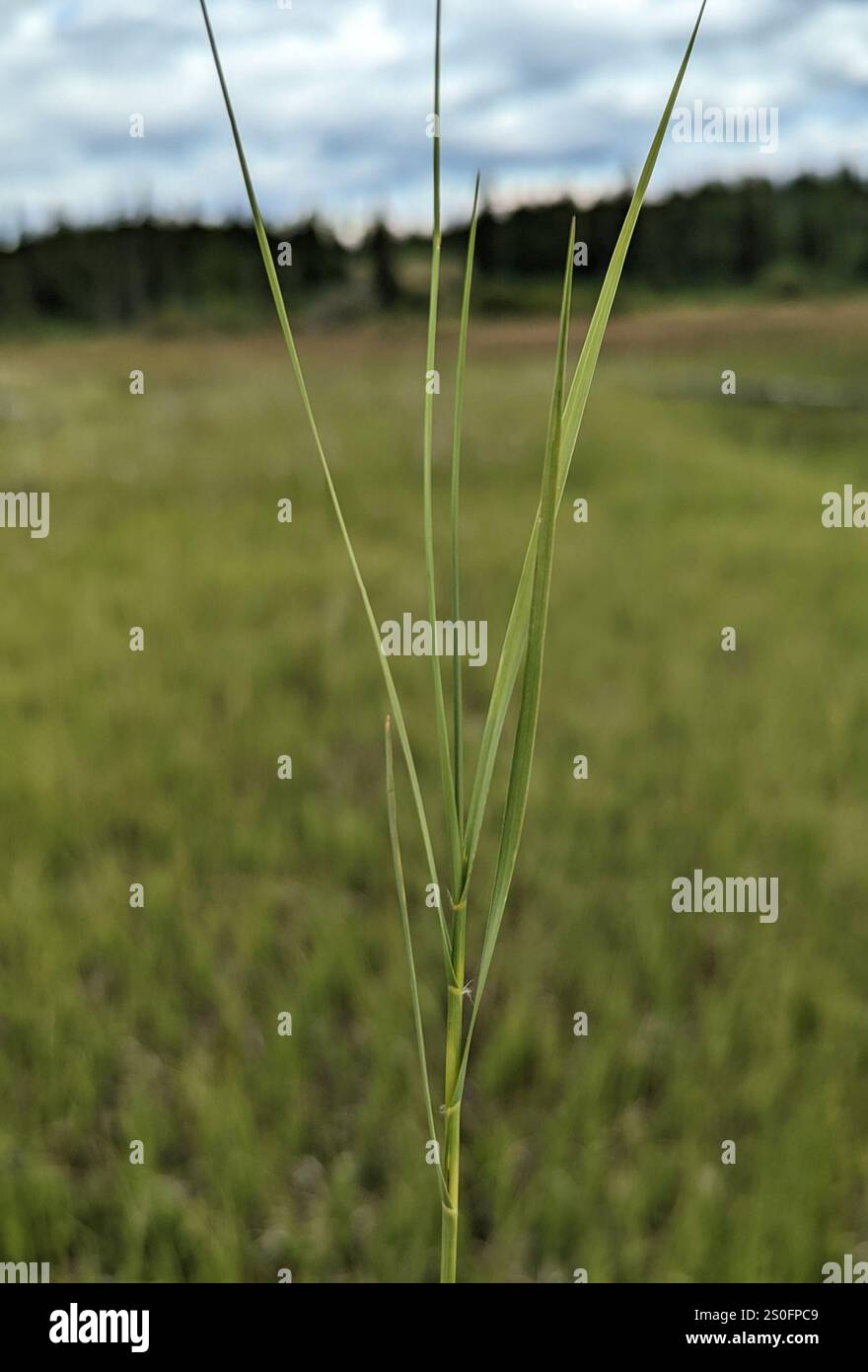 Saltgrass (Distichlis spicata Stock Photo - Alamy