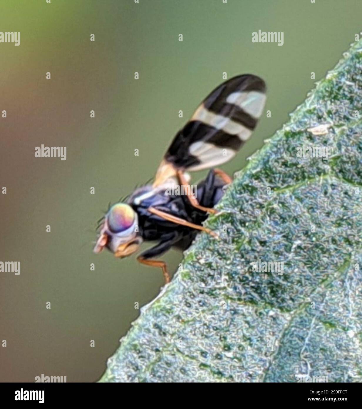 Four-barred Knapweed Gall Fly (Urophora quadrifasciata Stock Photo - Alamy