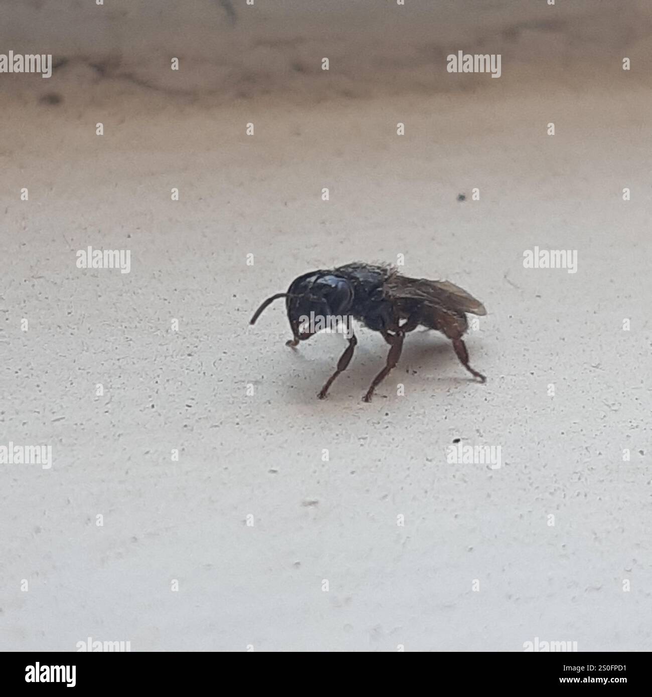 Stingless Bees (Meliponini Stock Photo - Alamy