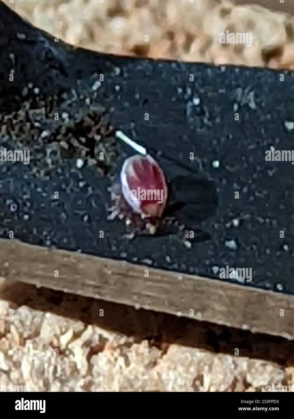 Hardbacked Ticks (Ixodidae Stock Photo - Alamy