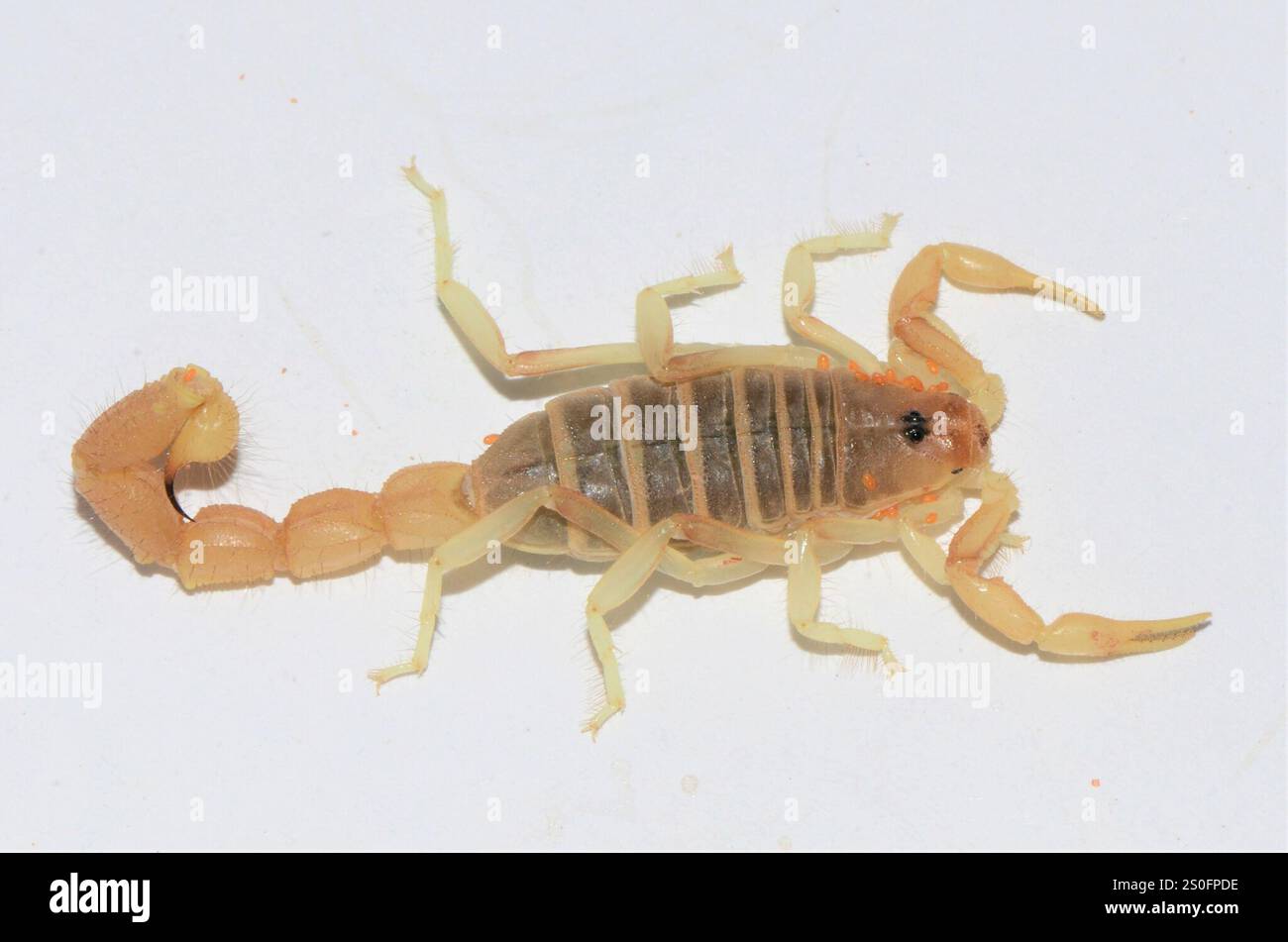 Small Thicktail Scorpion (Parabuthus brevimanus Stock Photo - Alamy