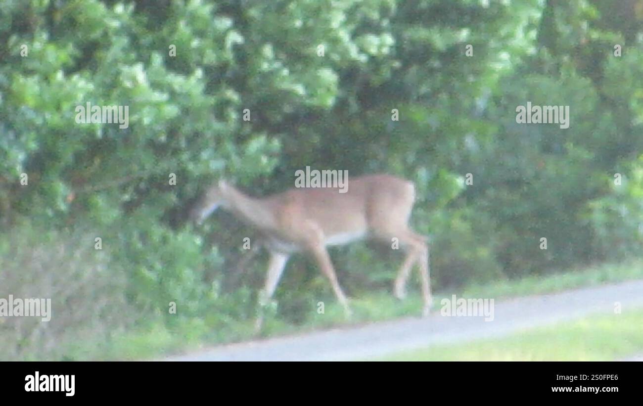 White-tailed Deer (Odocoileus virginianus Stock Photo - Alamy