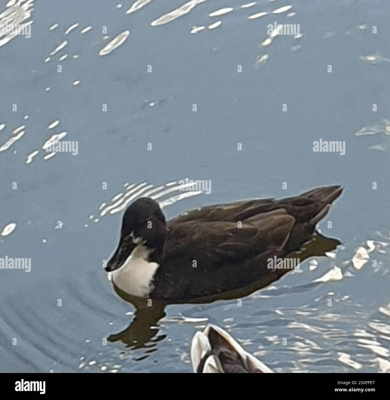 Domestic Mallard (Anas platyrhynchos domesticus Stock Photo - Alamy