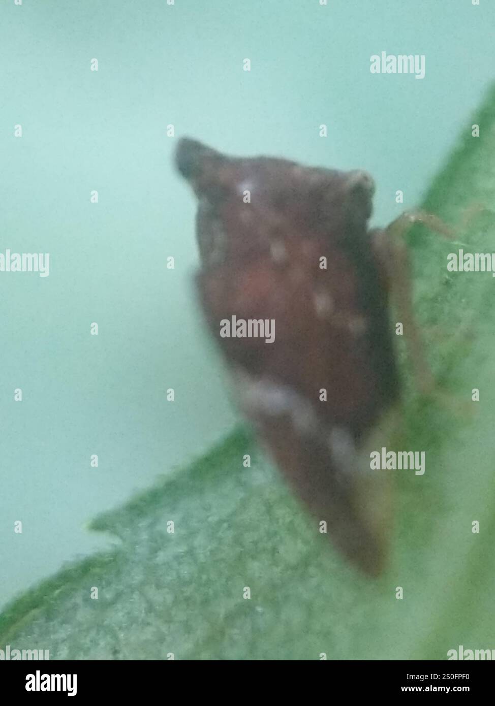 Keeled Treehopper (Entylia carinata Stock Photo - Alamy