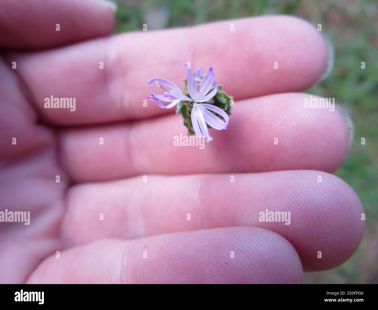 Smooth Elephant's Foot (Elephantopus nudatus Stock Photo - Alamy