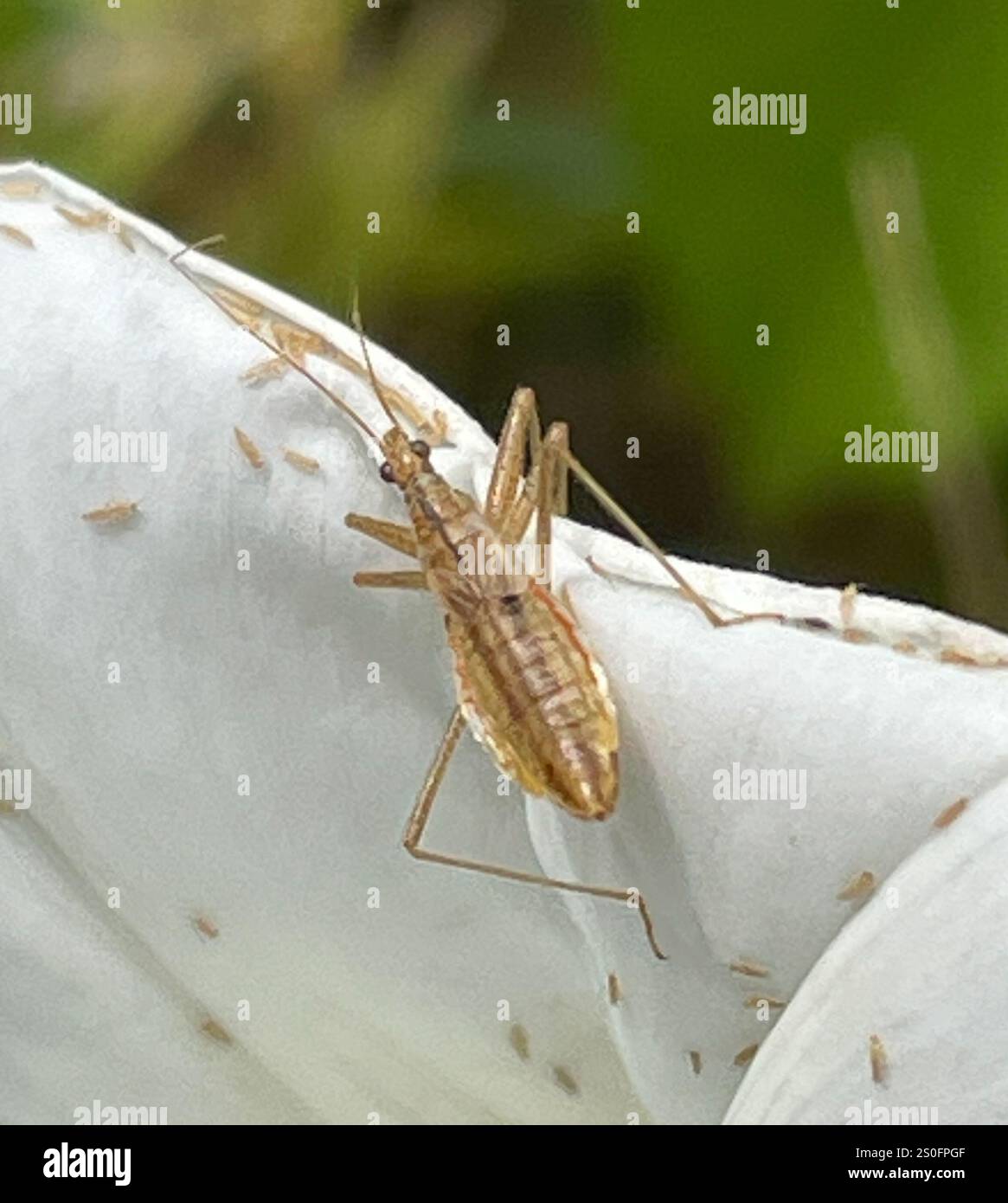 Marsh Damsel Bug (Nabis limbatus Stock Photo - Alamy