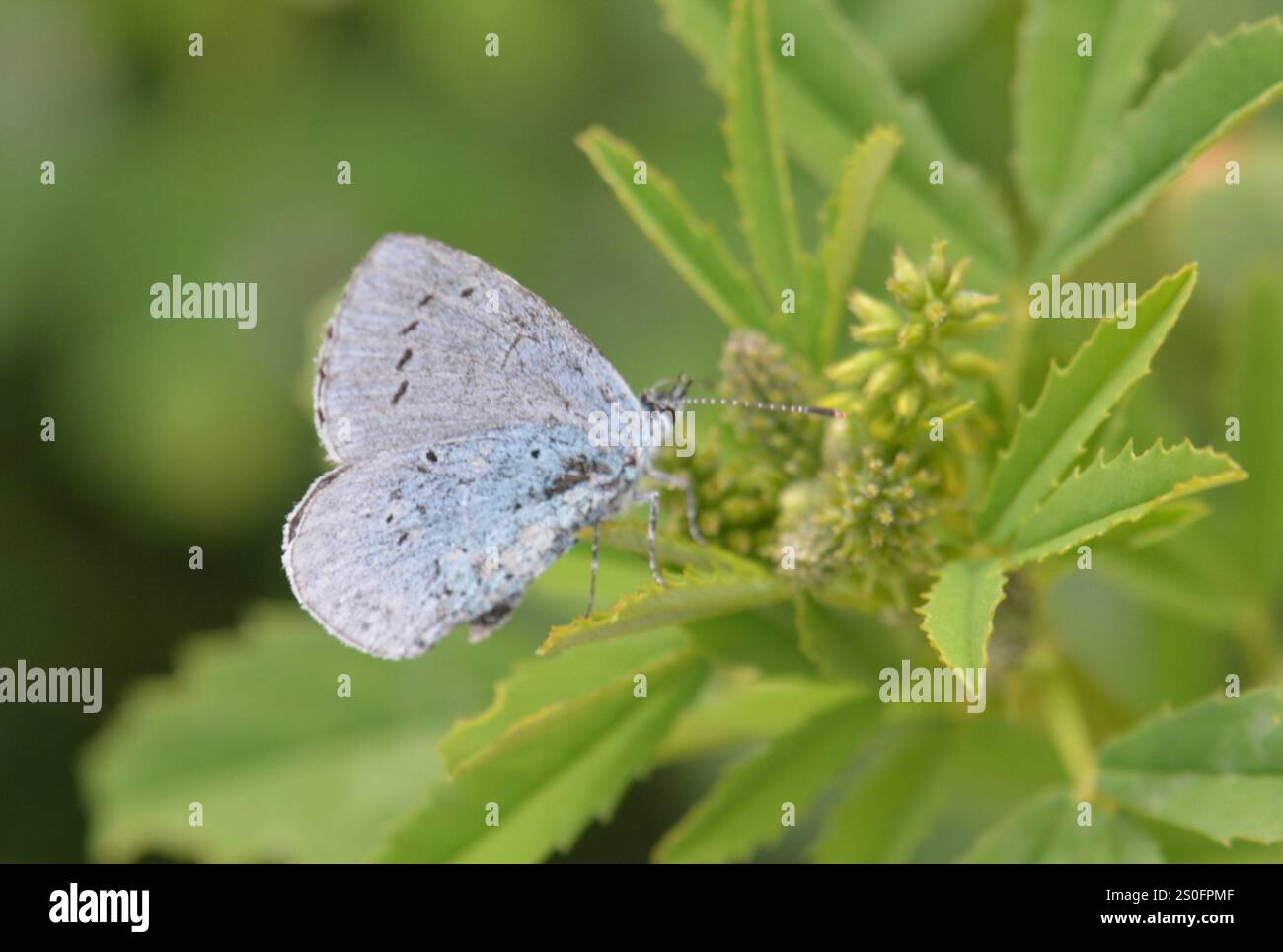 Holly Blue (Celastrina argiolus Stock Photo - Alamy
