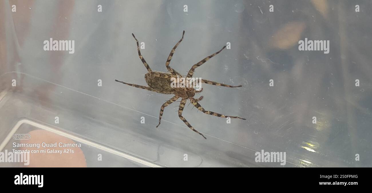 Crescent-eyed Spiders (Selenops Stock Photo - Alamy