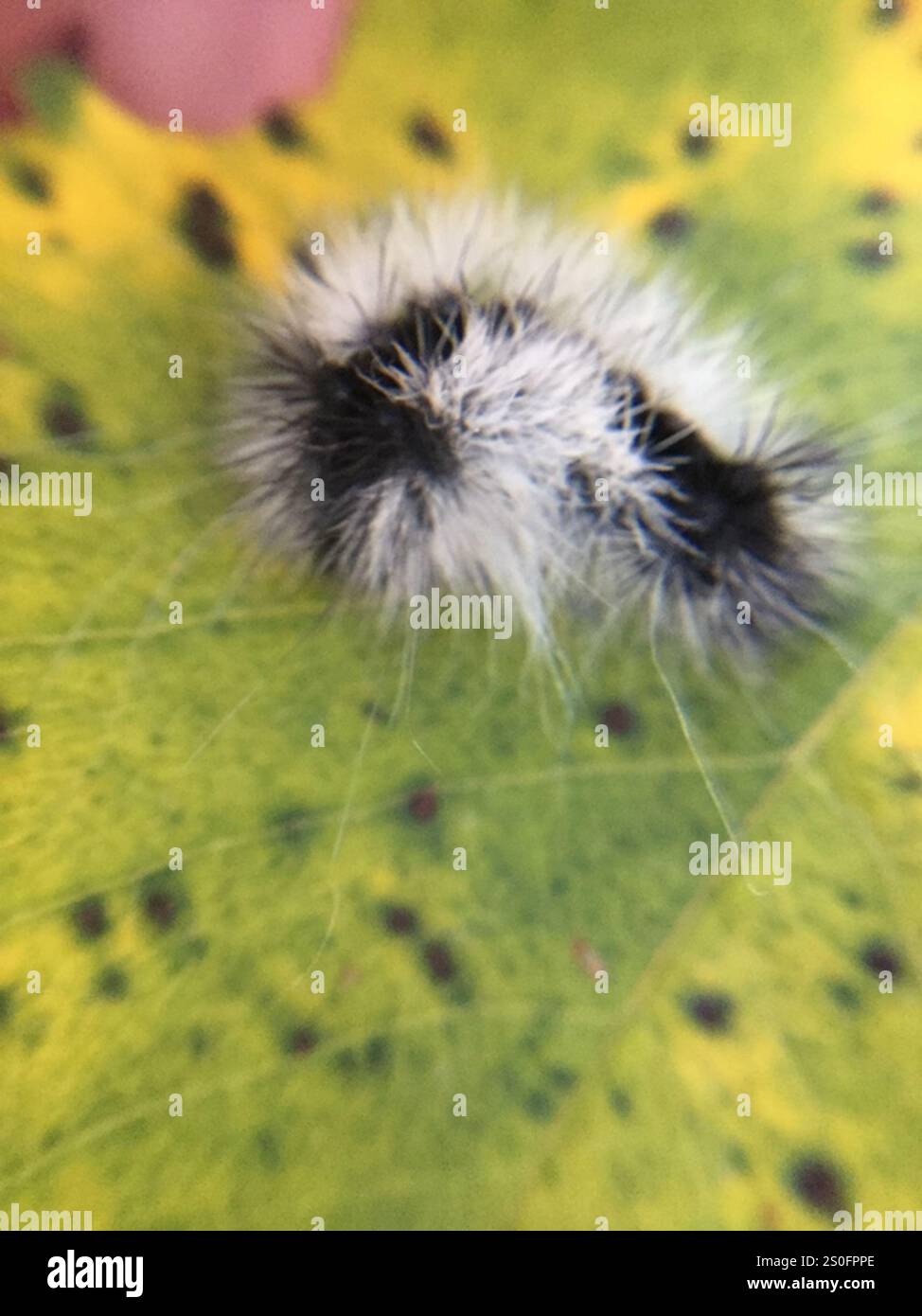 Tiger Moths (Arctiini Stock Photo - Alamy