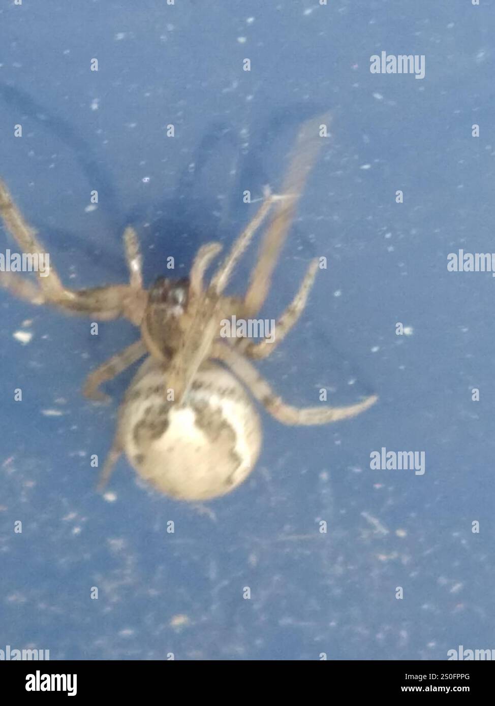 Silver-sided Sector Spider (Zygiella x-notata Stock Photo - Alamy