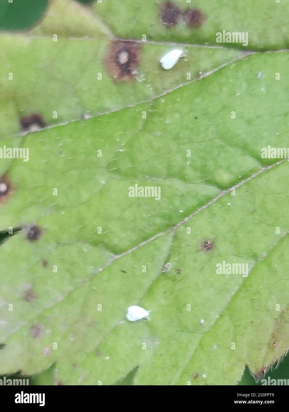 Greenhouse Whitefly (Trialeurodes vaporariorum Stock Photo - Alamy