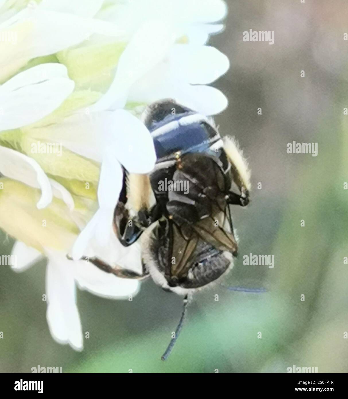 European Yellow Loosestrife Bee (Macropis europaea Stock Photo - Alamy