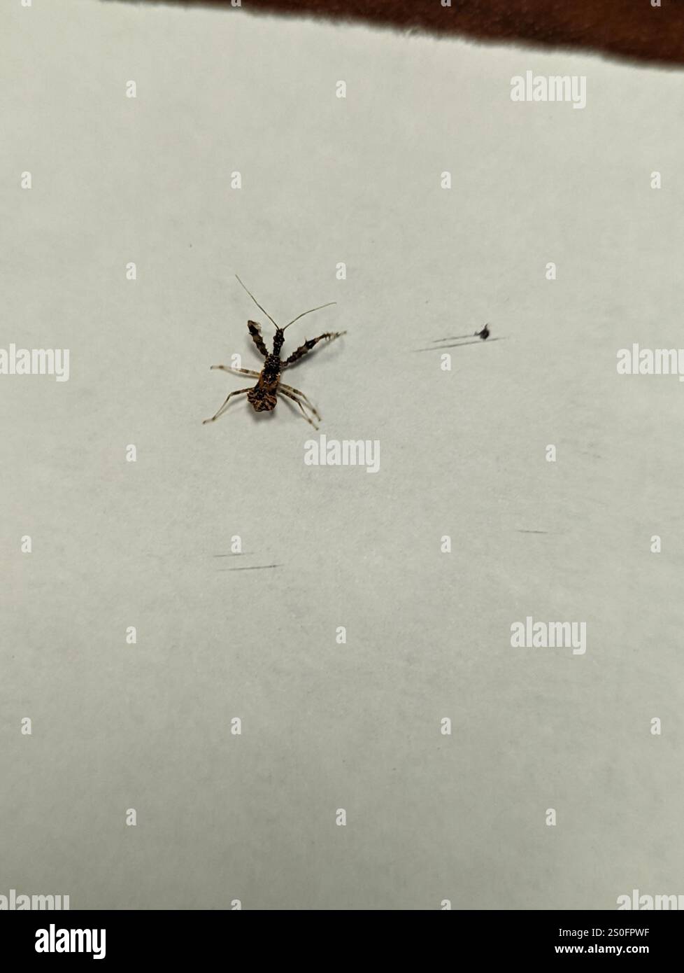Spiny Assassin Bug (Sinea spinipes Stock Photo - Alamy