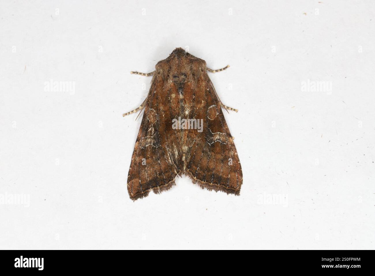 Veiled Ear Moth (Loscopia velata Stock Photo - Alamy
