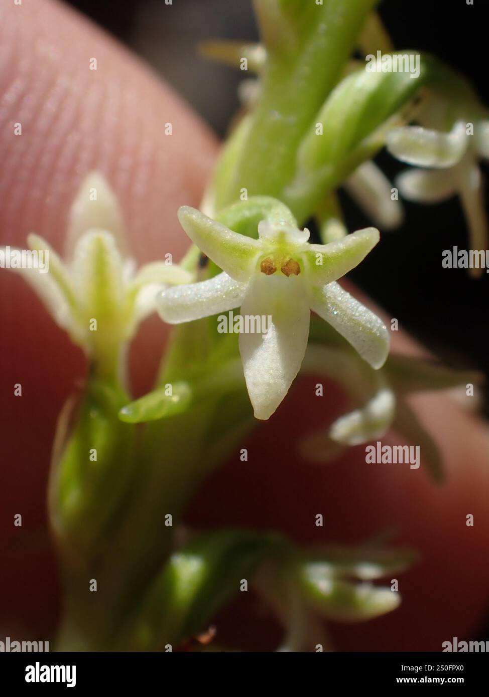 Flat Spurred Piperia (Platanthera transversa Stock Photo - Alamy
