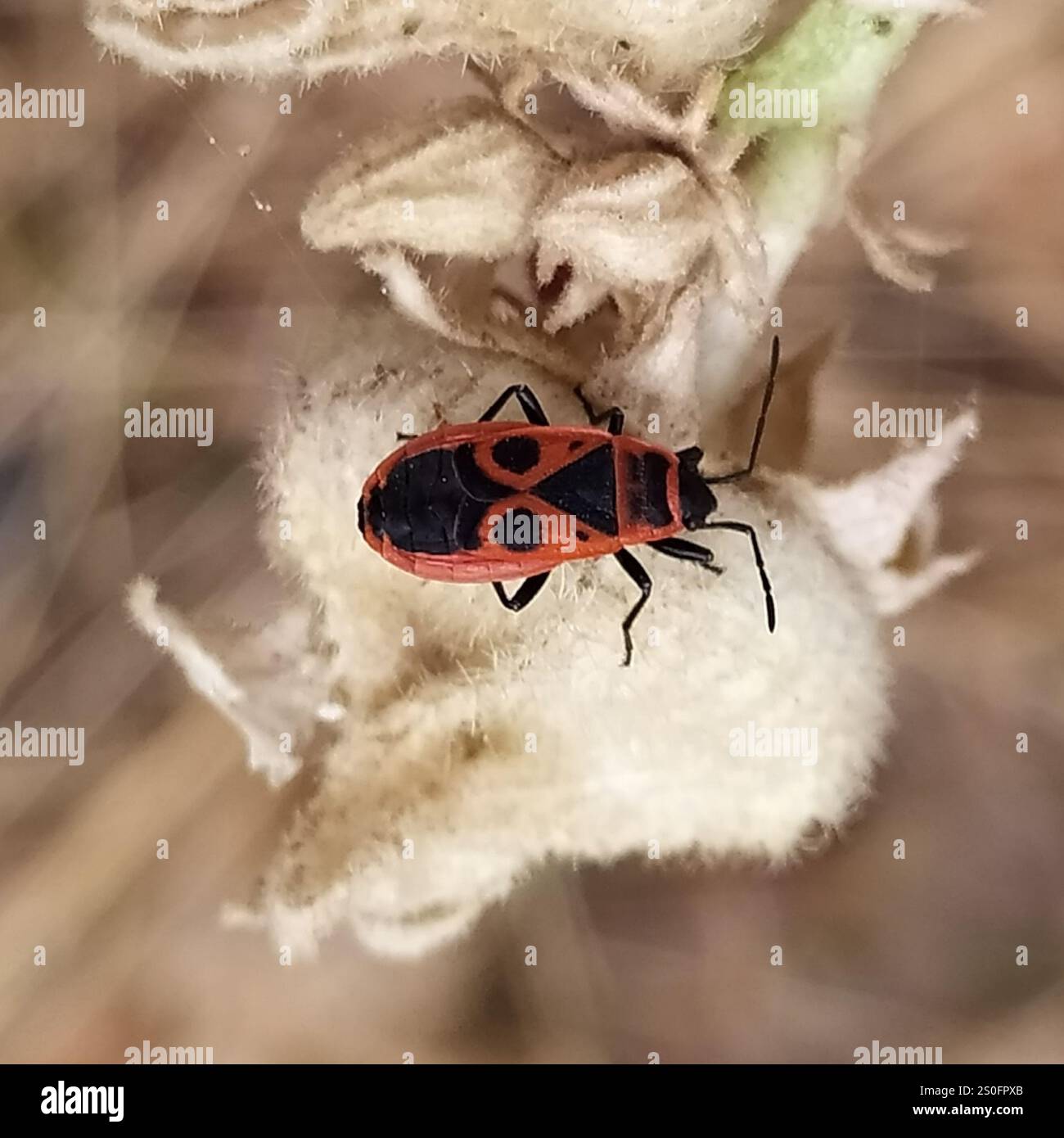 European Firebug (Pyrrhocoris apterus Stock Photo - Alamy