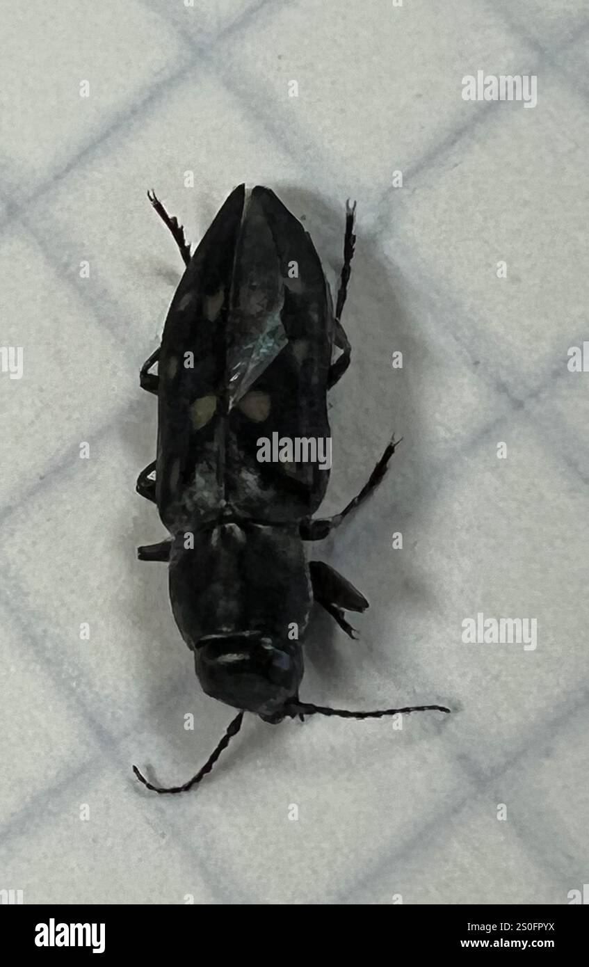 Melanophila consputa hi-res stock photography and images - Alamy