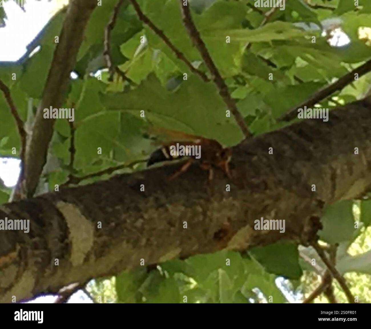 Eastern Cicada-killer Wasp (Sphecius speciosus Stock Photo - Alamy