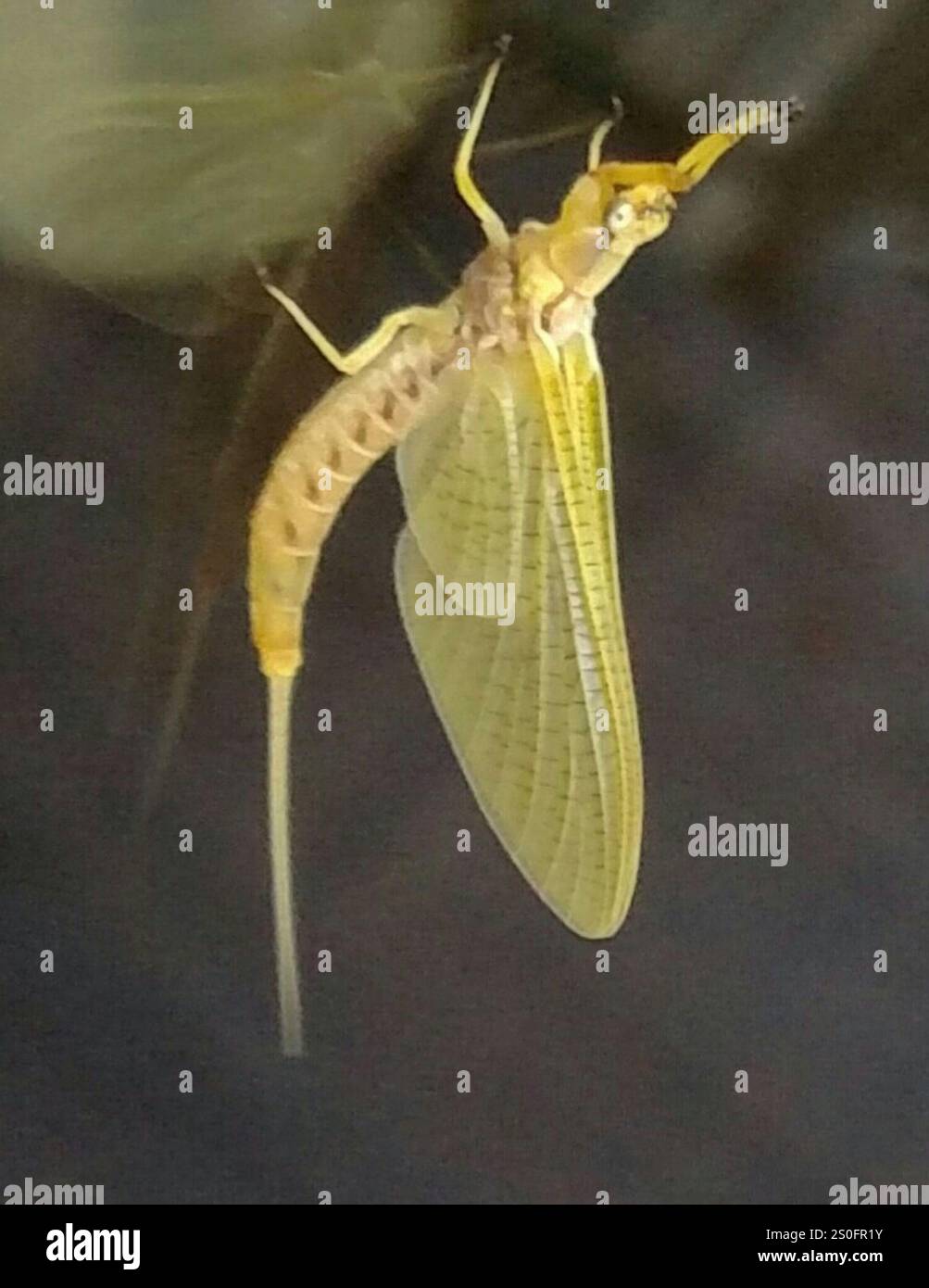 Giant mayfly hexagenia limbata hi-res stock photography and images - Alamy