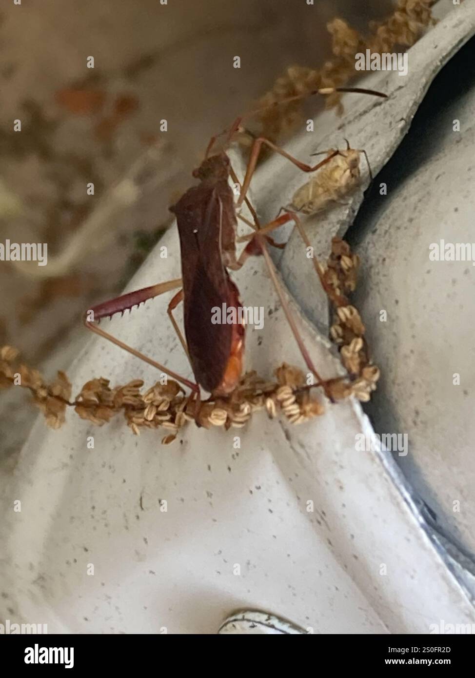 Lupine Bug (Megalotomus quinquespinosus Stock Photo - Alamy