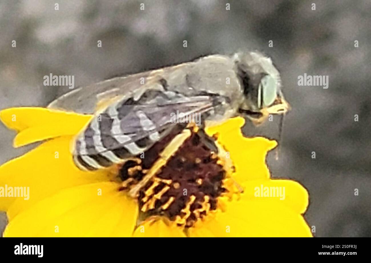 American Sand Wasp (Bembix americana Stock Photo - Alamy