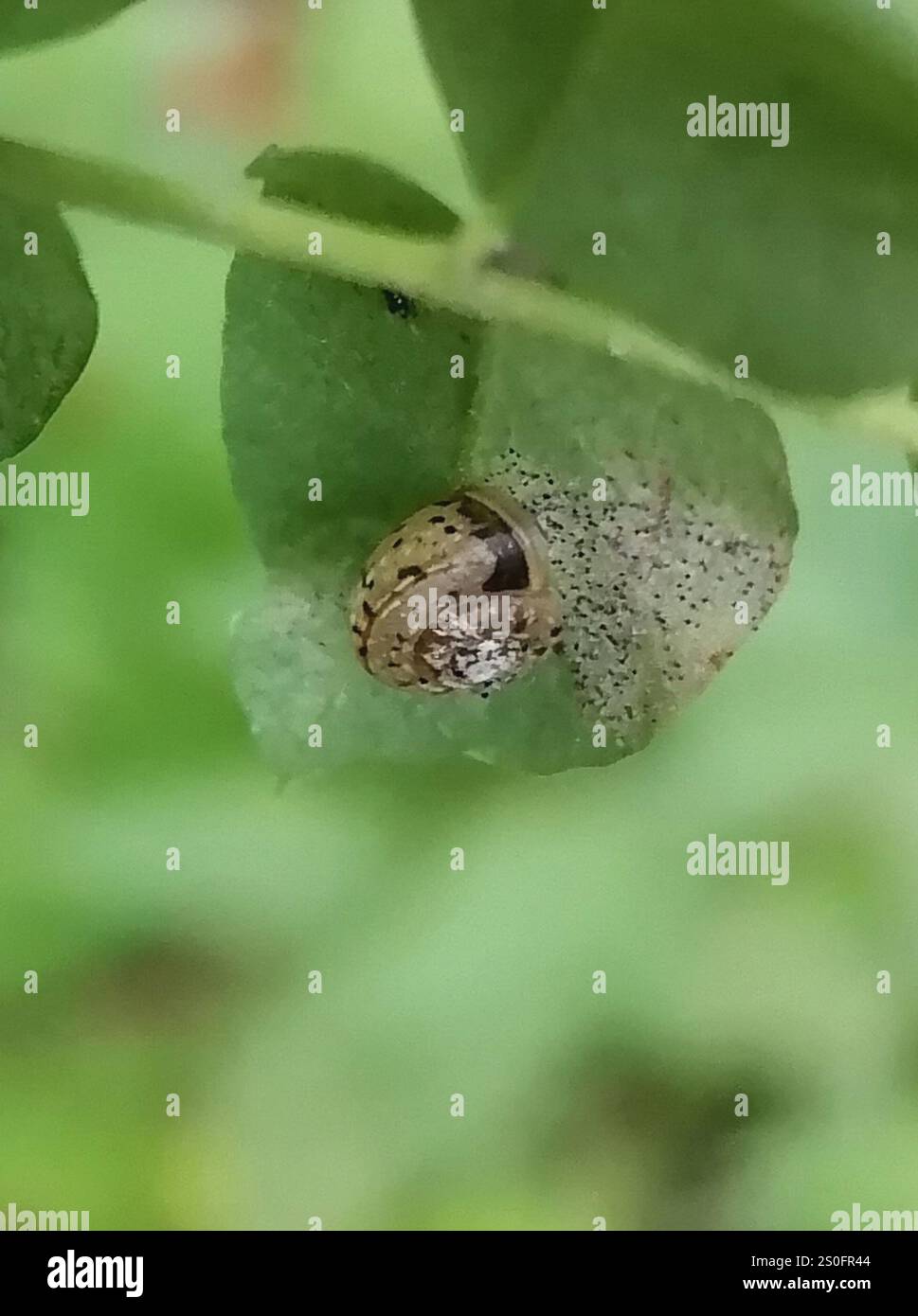Bush snail (Fruticicola fruticum Stock Photo - Alamy