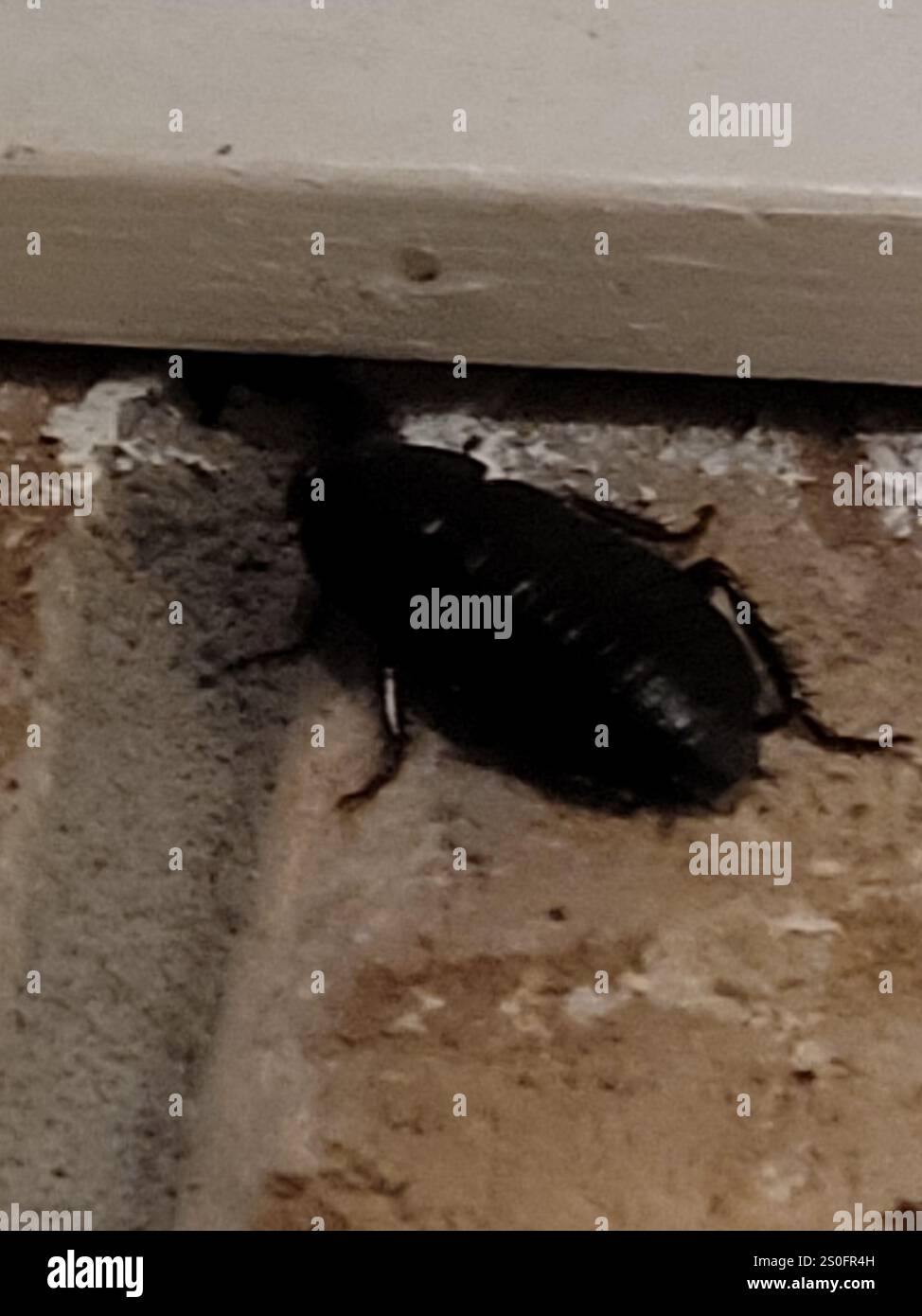 Florida Woods Cockroach (Eurycotis floridana Stock Photo - Alamy