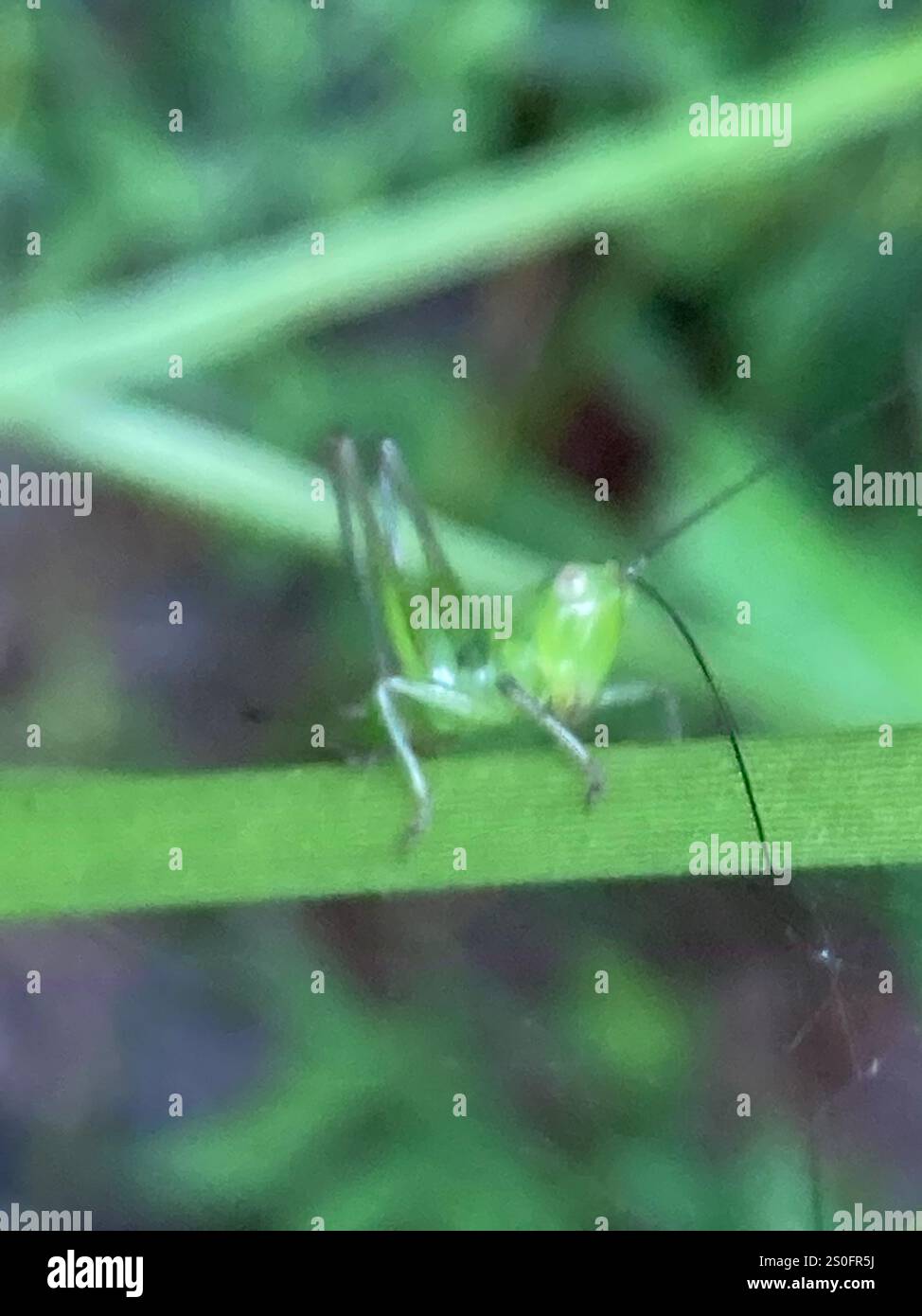 Lesser Meadow Katydids (Conocephalus Stock Photo - Alamy