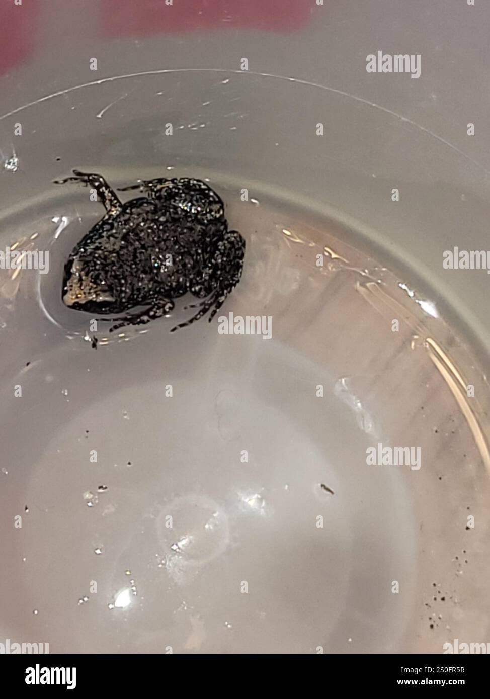 Eastern Narrow-mouthed Toad (Gastrophryne carolinensis Stock Photo - Alamy