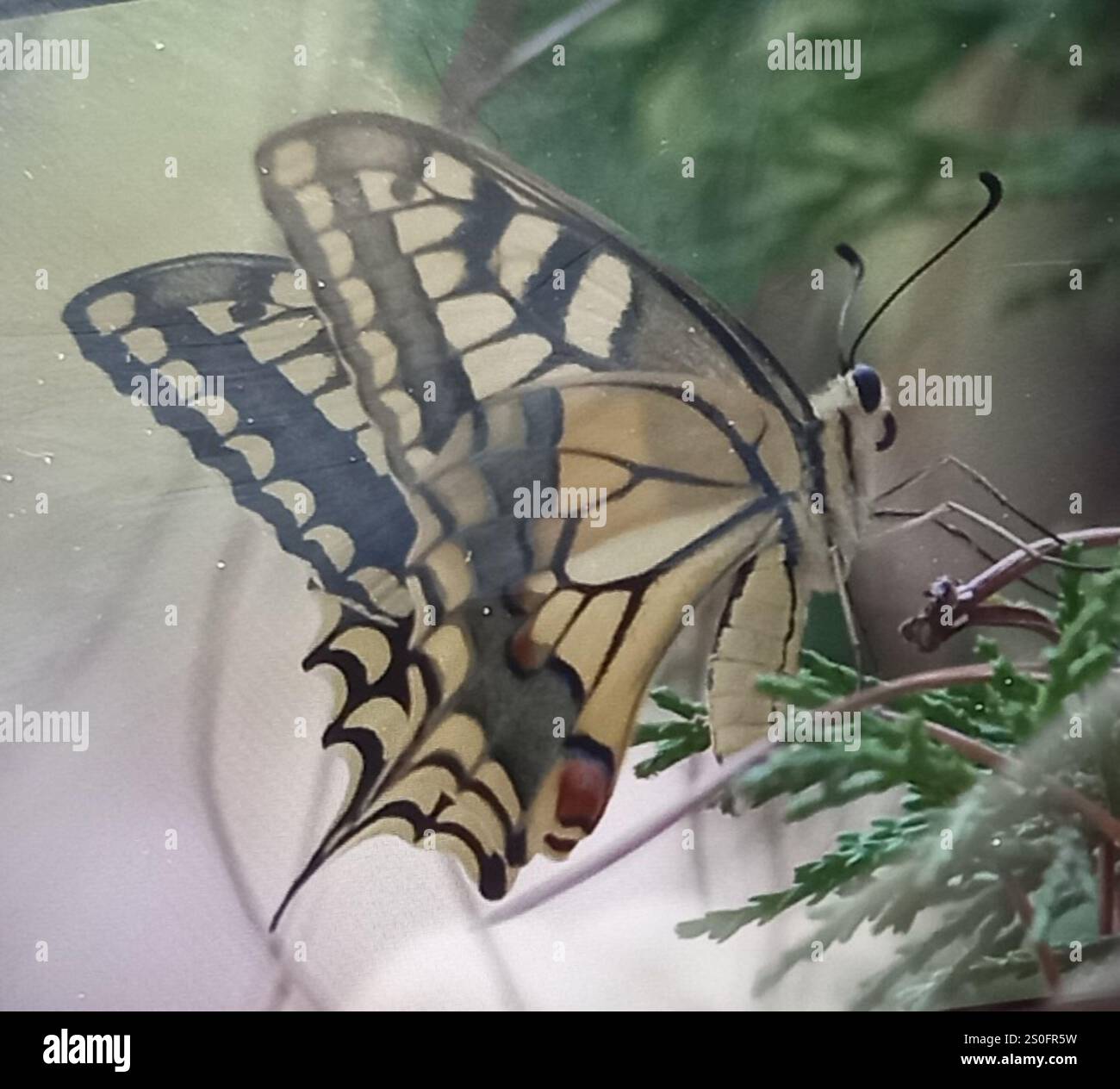 Old World Swallowtail (Papilio machaon Stock Photo - Alamy