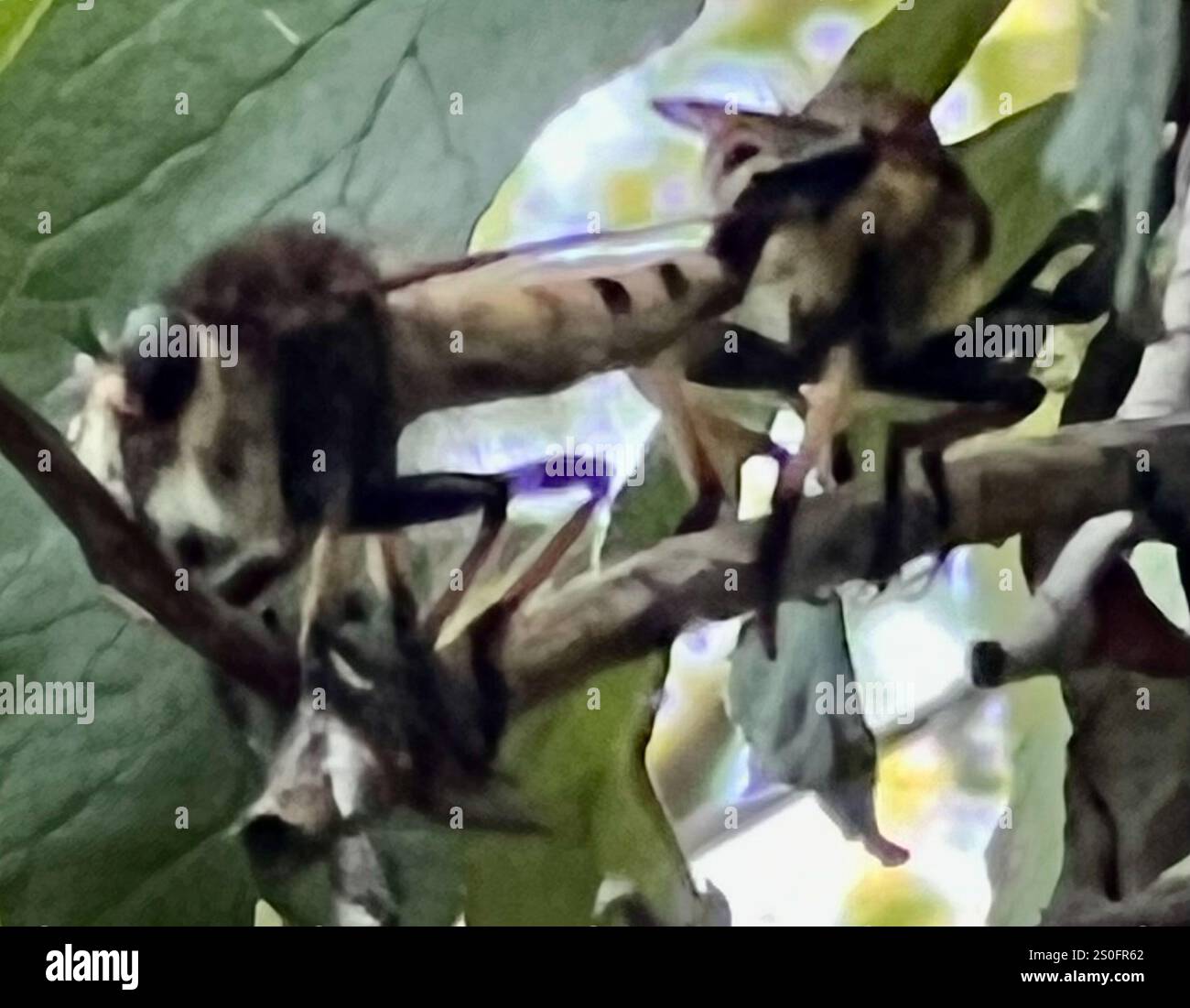 Red-footed Cannibal Fly (Promachus rufipes Stock Photo - Alamy