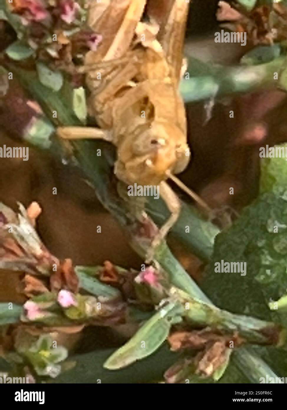 Devastating Grasshopper (Melanoplus devastator Stock Photo - Alamy