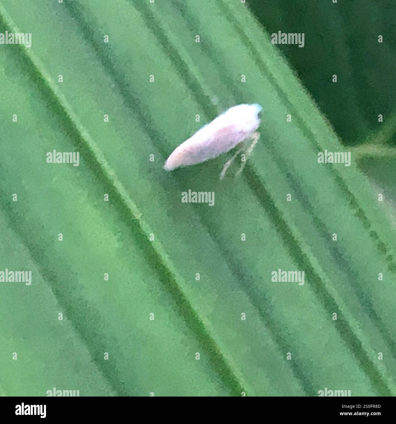 Derbid planthoppers hi-res stock photography and images - Alamy