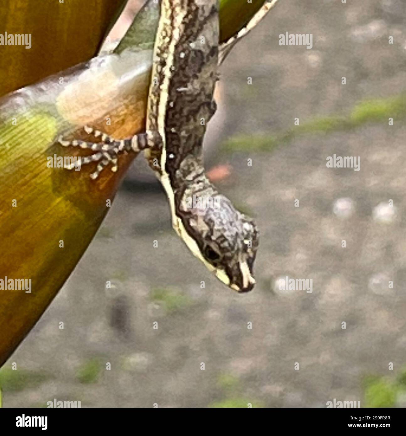 Oxylophus hi-res stock photography and images - Alamy