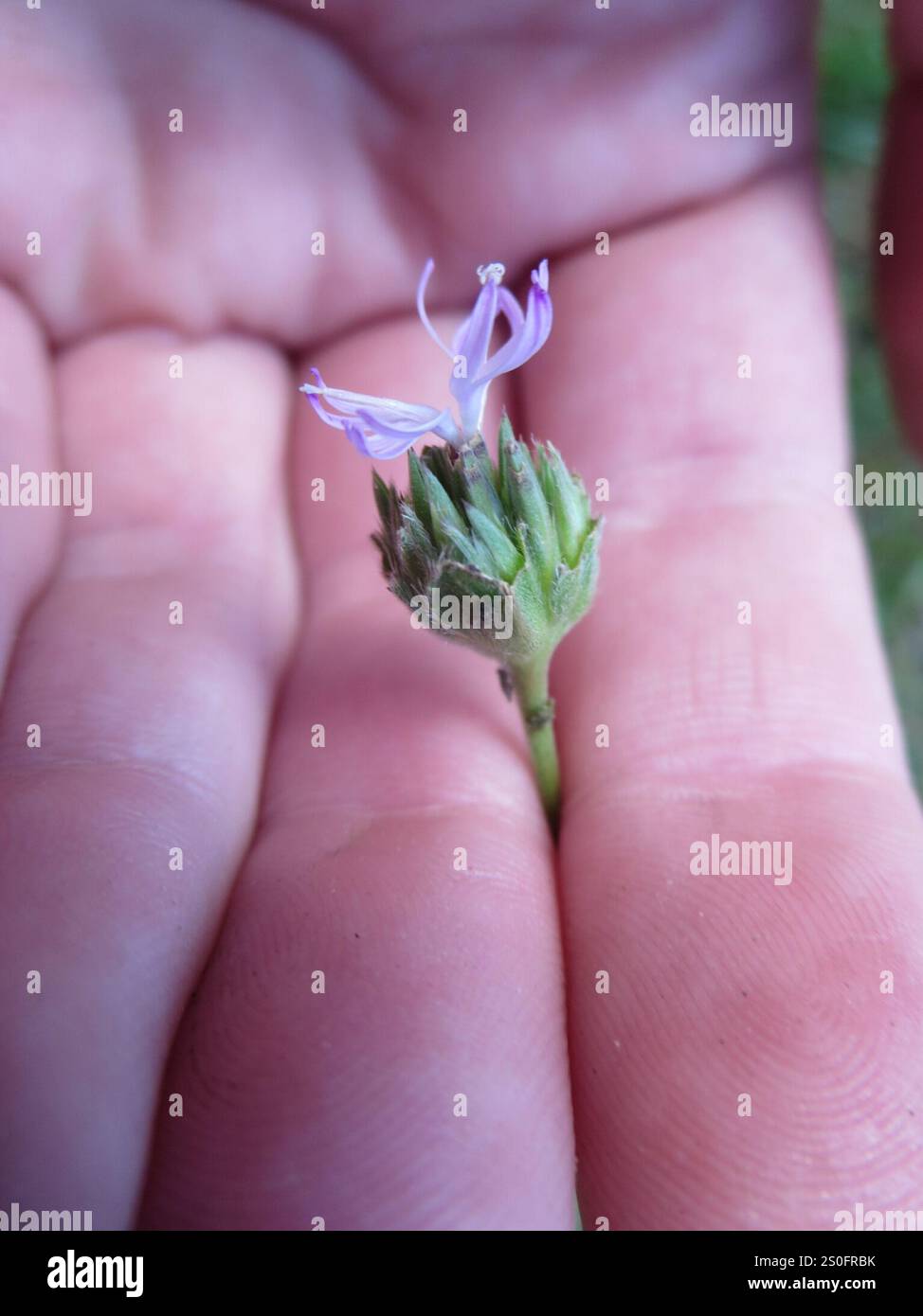 Smooth Elephant's Foot (Elephantopus nudatus Stock Photo - Alamy