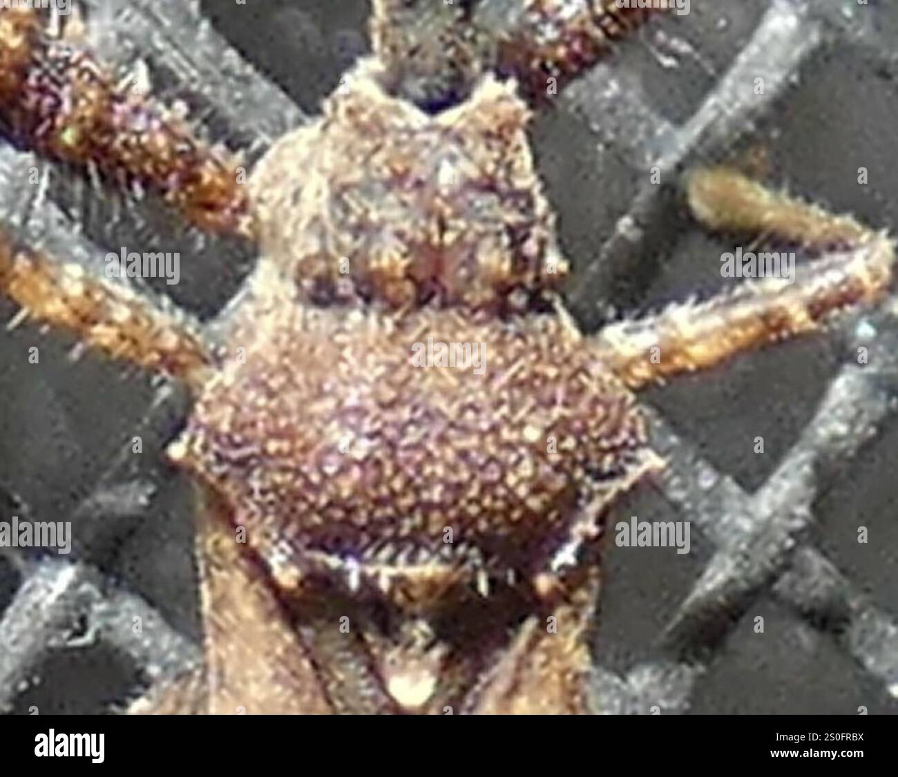 Spiny Assassin Bug (Sinea spinipes Stock Photo - Alamy