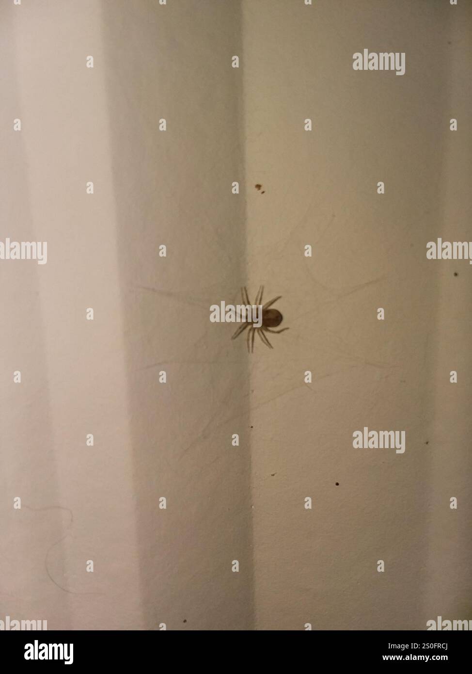 Wall Spider (Oecobius navus Stock Photo - Alamy