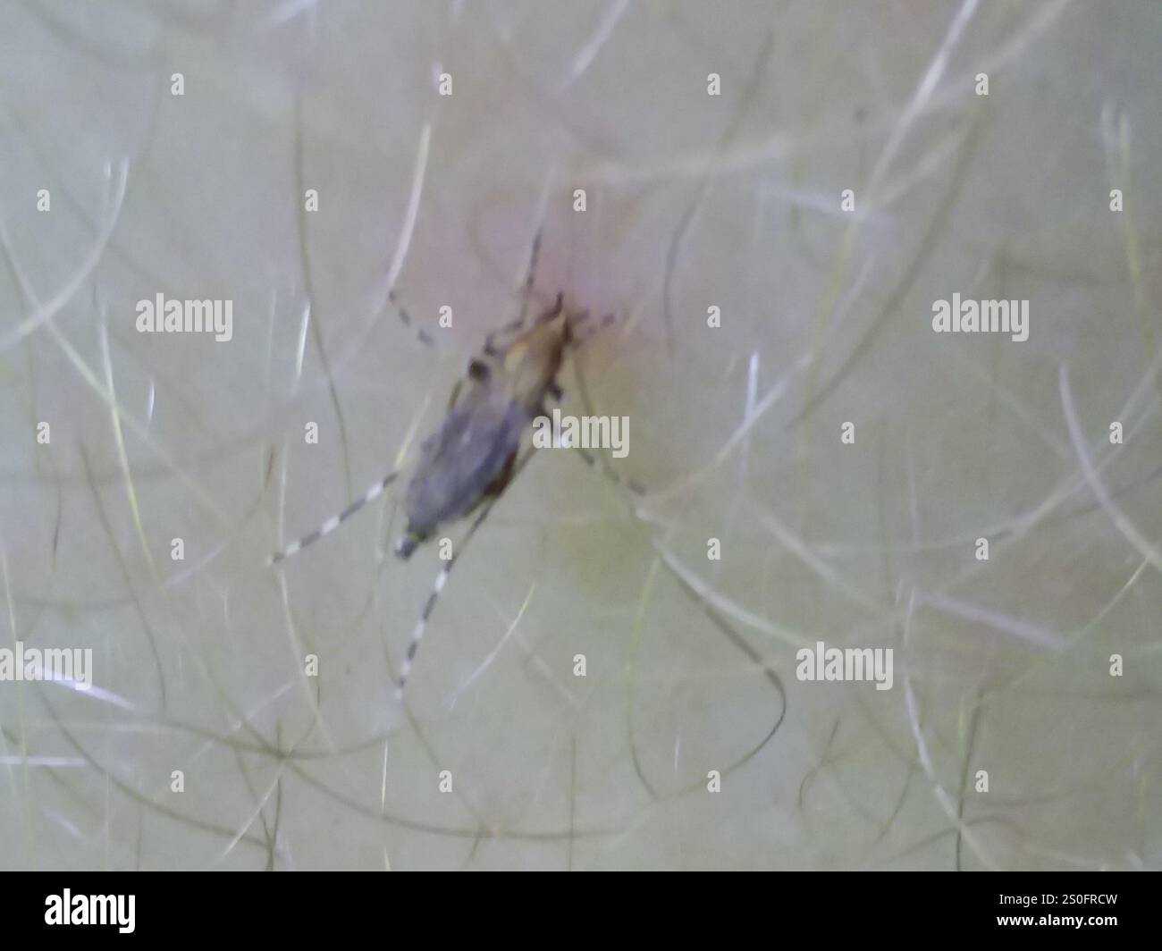 Eastern Saltmarsh Mosquito (Aedes sollicitans Stock Photo - Alamy