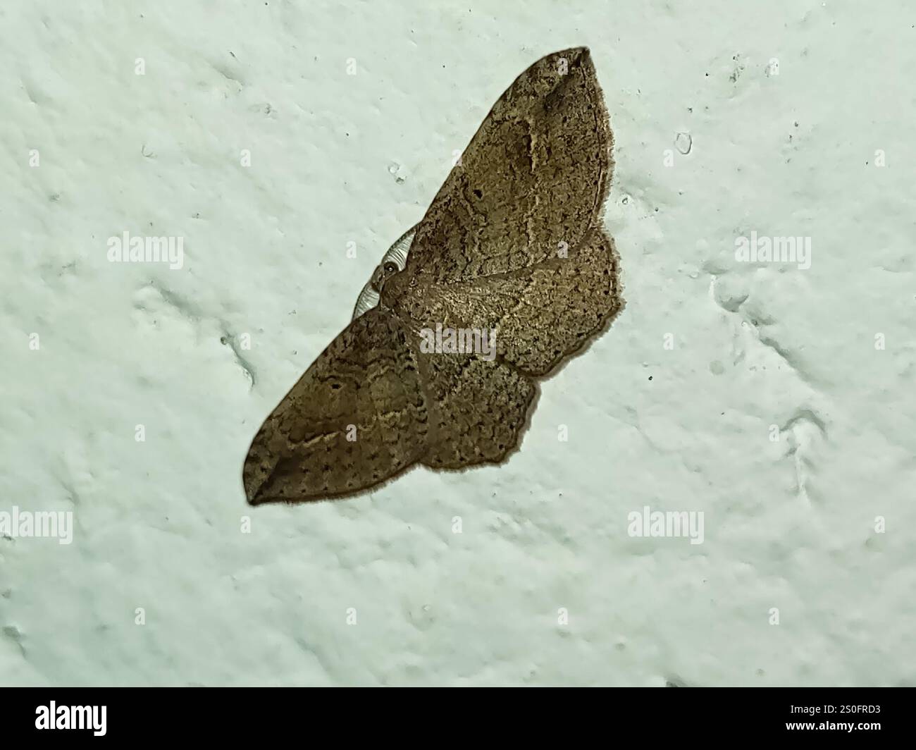 Geometer Moths (Geometridae Stock Photo - Alamy