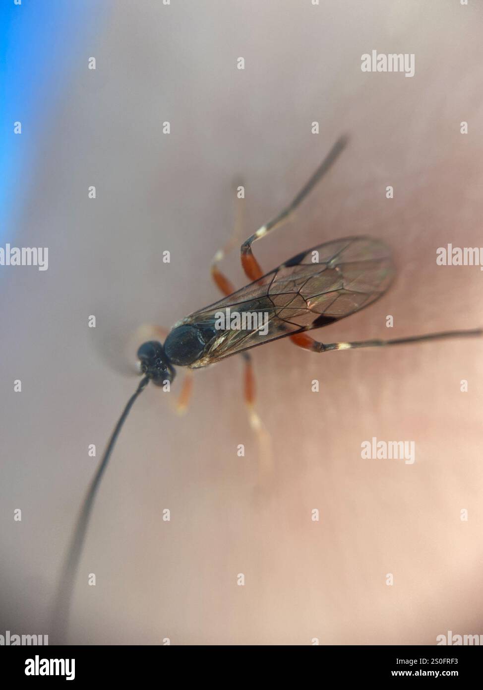 Common Hover Fly Parasitoid Wasp (Diplazon laetatorius Stock Photo - Alamy