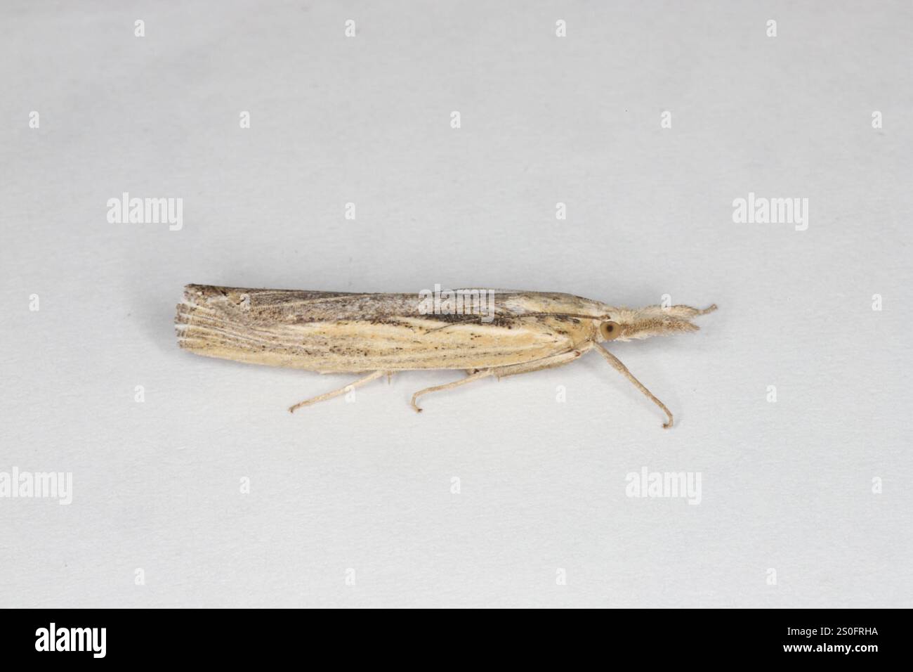 Sod Webworm Moth (Pediasia trisecta Stock Photo - Alamy